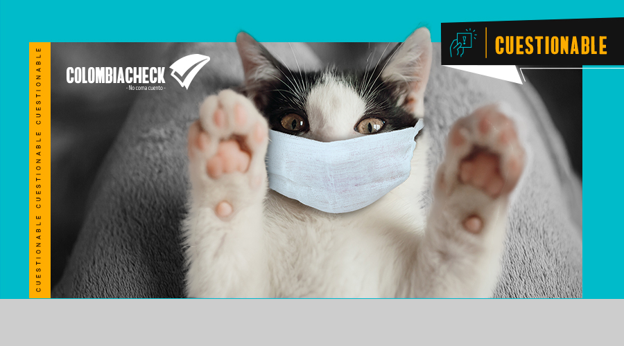 No se ha comprobado que los gatos transmitan SARS-CoV-2 a humanos ...